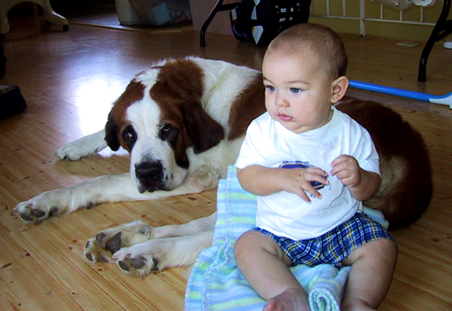 Saint Bernards at Gentle Giants Rescue and Adoptions